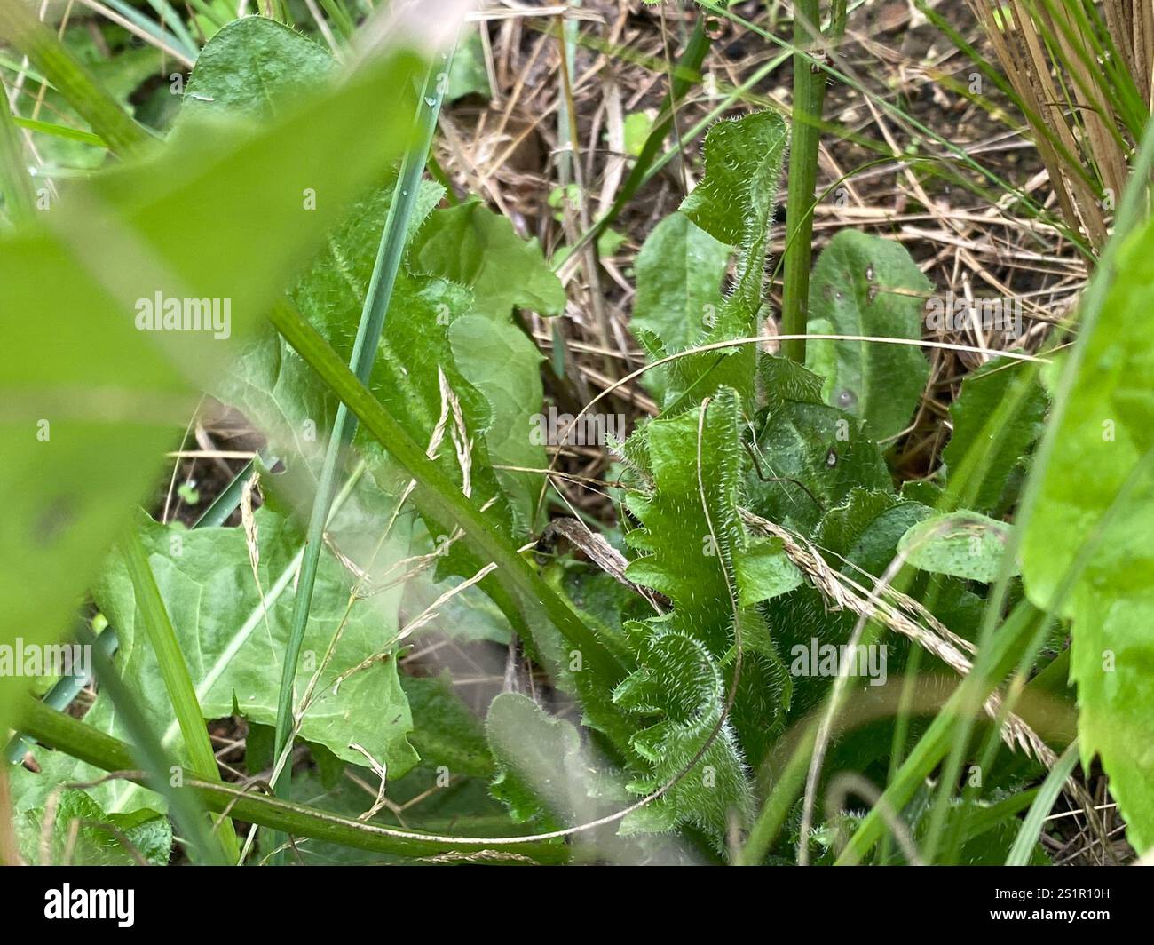 Common Cat's-ear (Hypochaeris radicata Stock Photo - Alamy