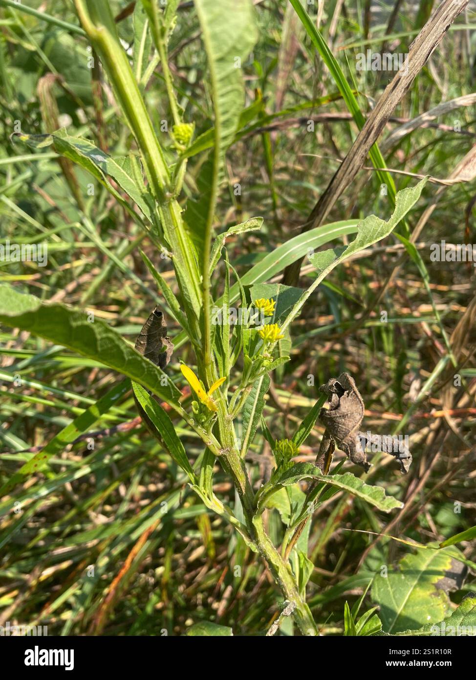 Wingstem (Verbesina alternifolia Stock Photo - Alamy