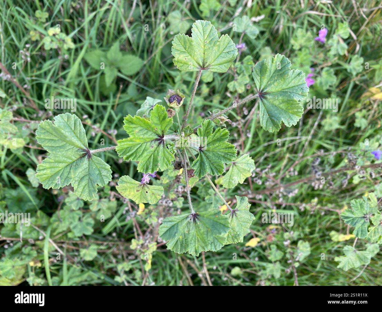 Common Mallow (Malva sylvestris Stock Photo - Alamy