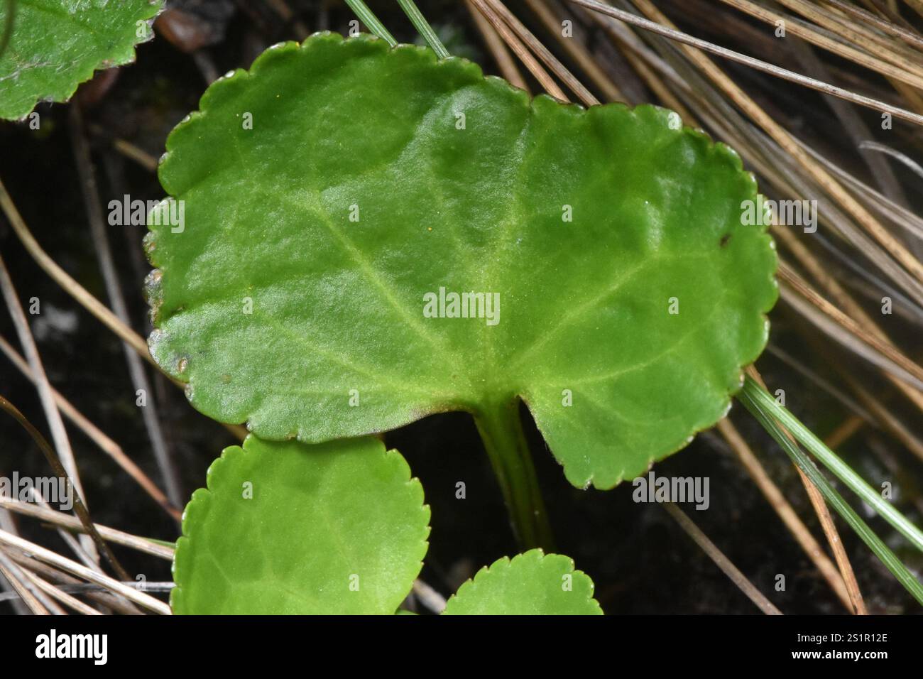 Deer-cabbage (Nephrophyllidium crista-galli Stock Photo - Alamy