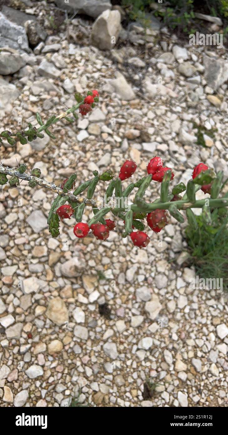 Christmas cholla (Cylindropuntia leptocaulis Stock Photo - Alamy