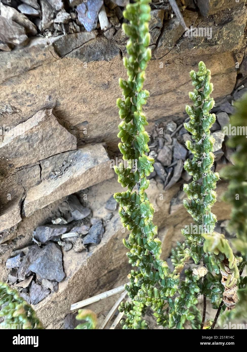 lace lip fern (Myriopteris gracillima Stock Photo - Alamy