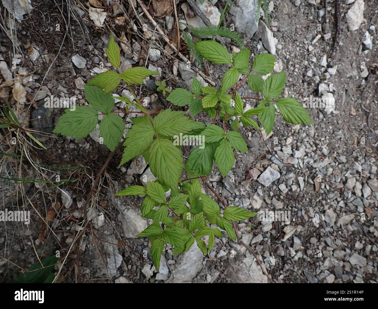 red raspberry (Rubus idaeus Stock Photo - Alamy