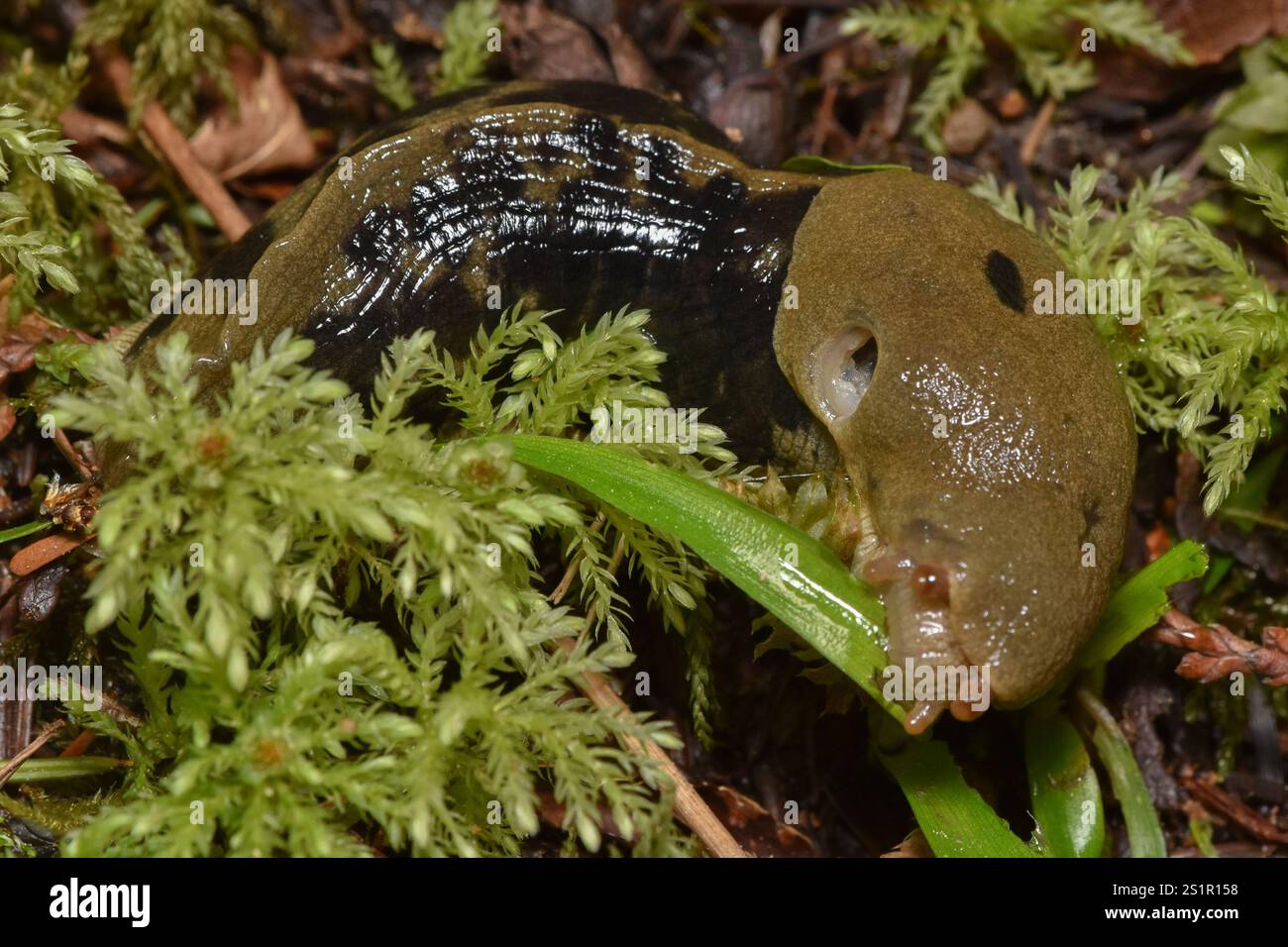 Pacific Banana Slug (Ariolimax columbianus Stock Photo - Alamy