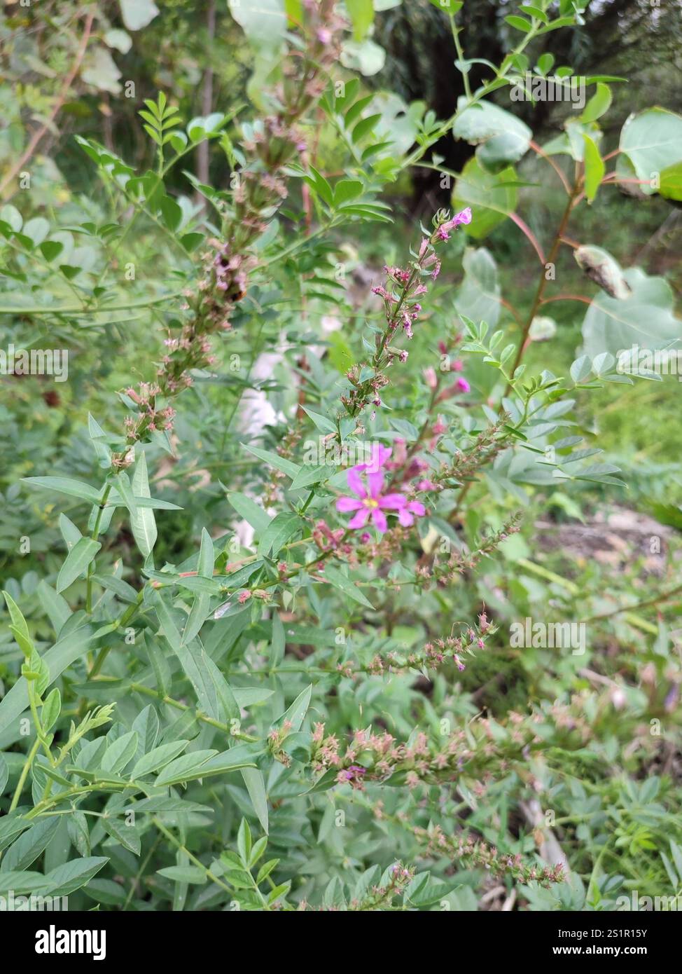 Wanded Loosestrife (Lythrum virgatum Stock Photo - Alamy