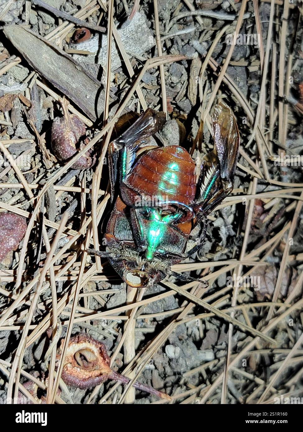 Figeater Beetle (Cotinis mutabilis Stock Photo - Alamy