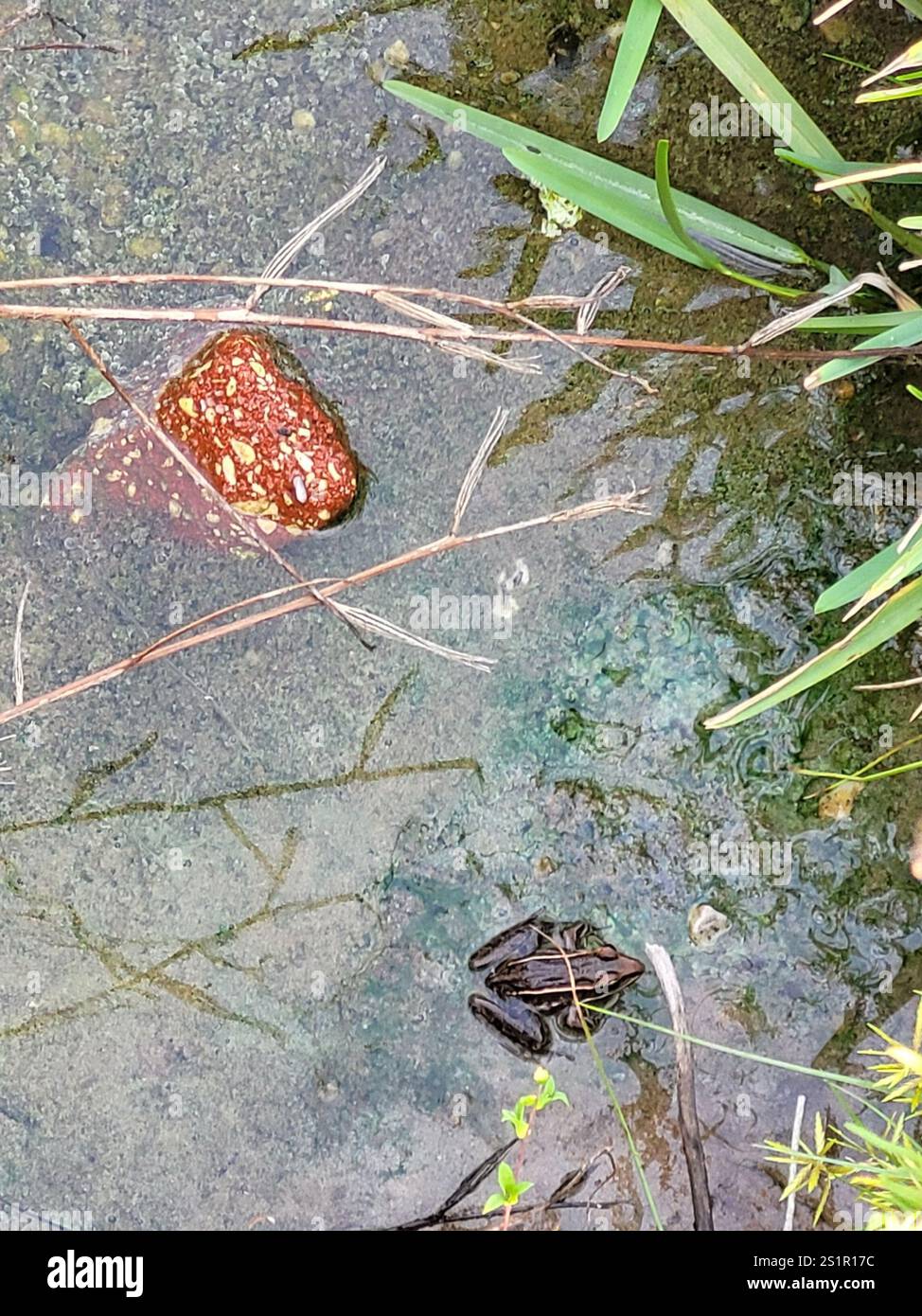 Southern Leopard Frog (Lithobates sphenocephalus Stock Photo - Alamy