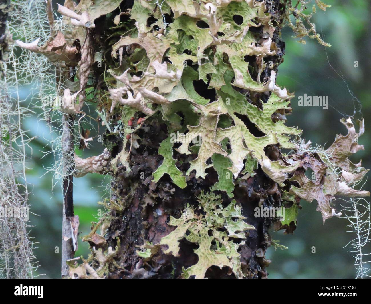 Tree Lungwort (Lobaria pulmonaria Stock Photo - Alamy