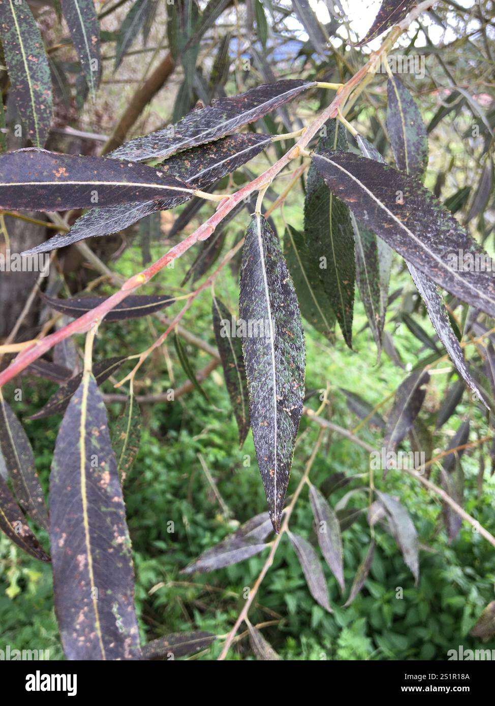 hybrid crack willow (Salix × fragilis Stock Photo - Alamy