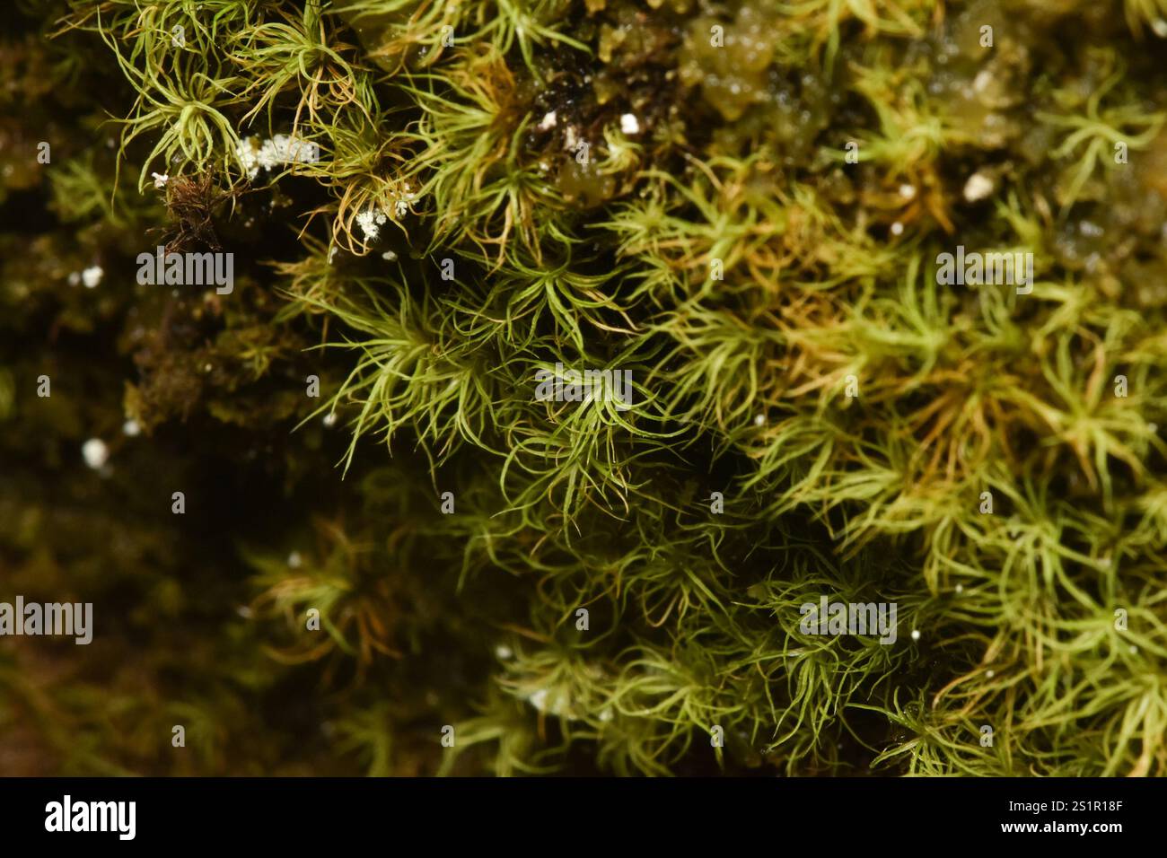 Common Apple-moss (Bartramia pomiformis Stock Photo - Alamy