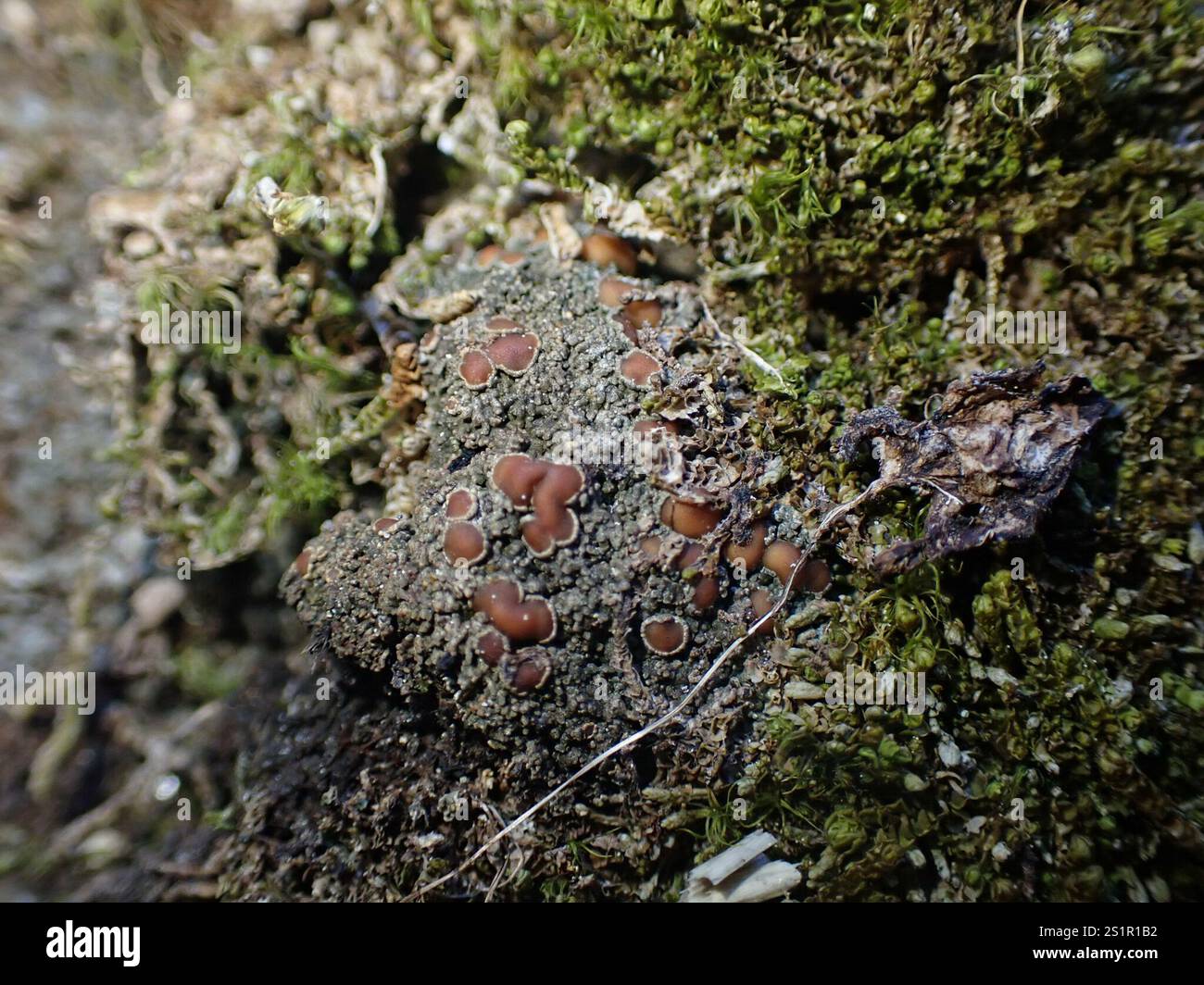 Brown-gray Moss-shingle Lichen (Protopannaria pezizoides Stock Photo ...