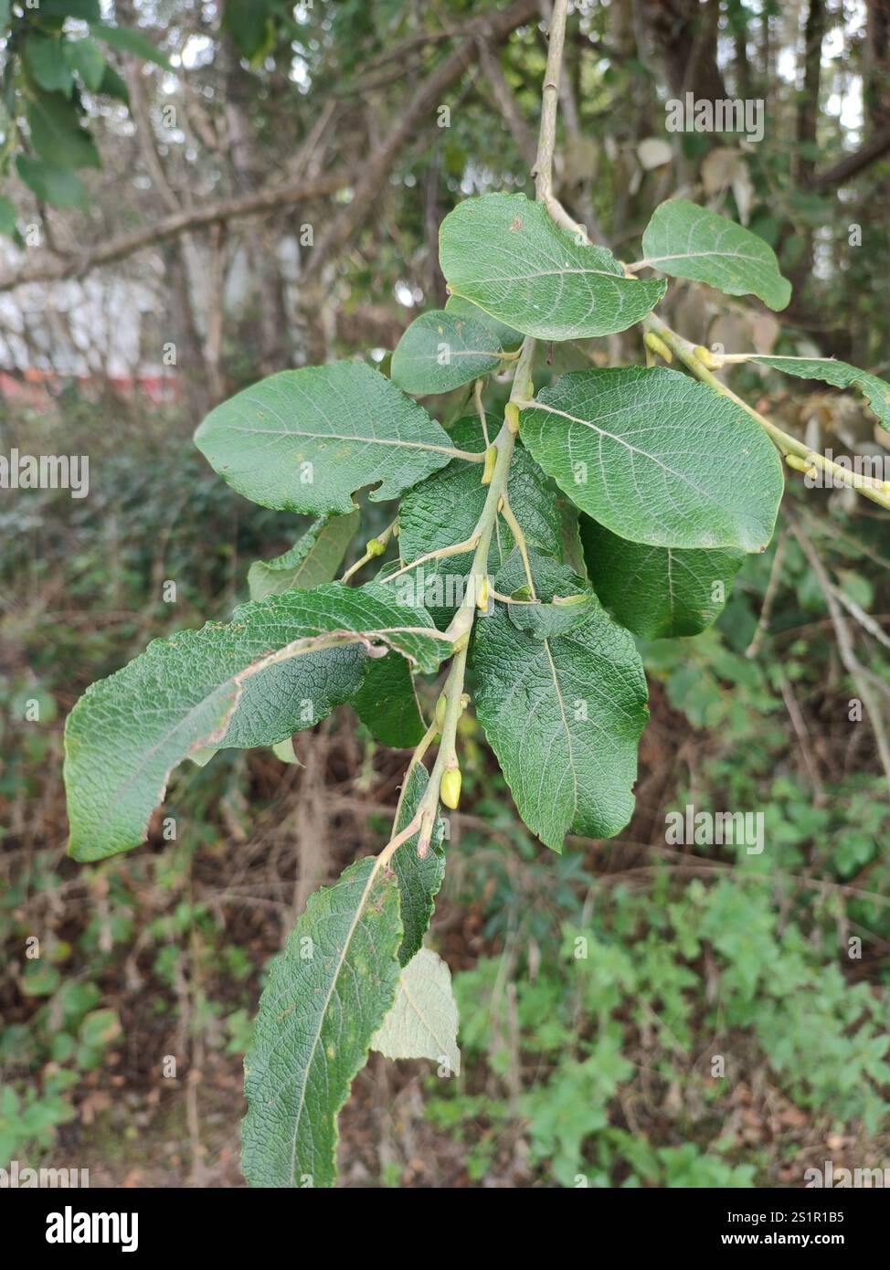 goat willow (Salix caprea Stock Photo - Alamy