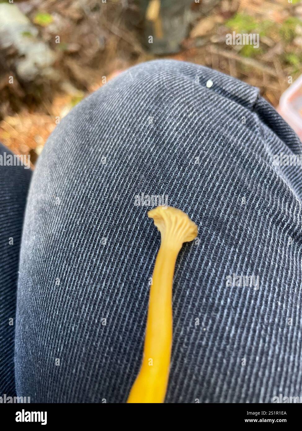 Yellowfoot (Craterellus tubaeformis Stock Photo - Alamy