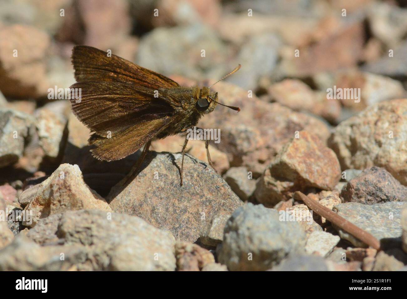 Western Dun Skipper (Euphyes vestris vestris Stock Photo - Alamy
