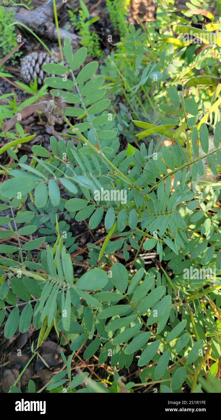 goat's rue (Tephrosia virginiana Stock Photo - Alamy