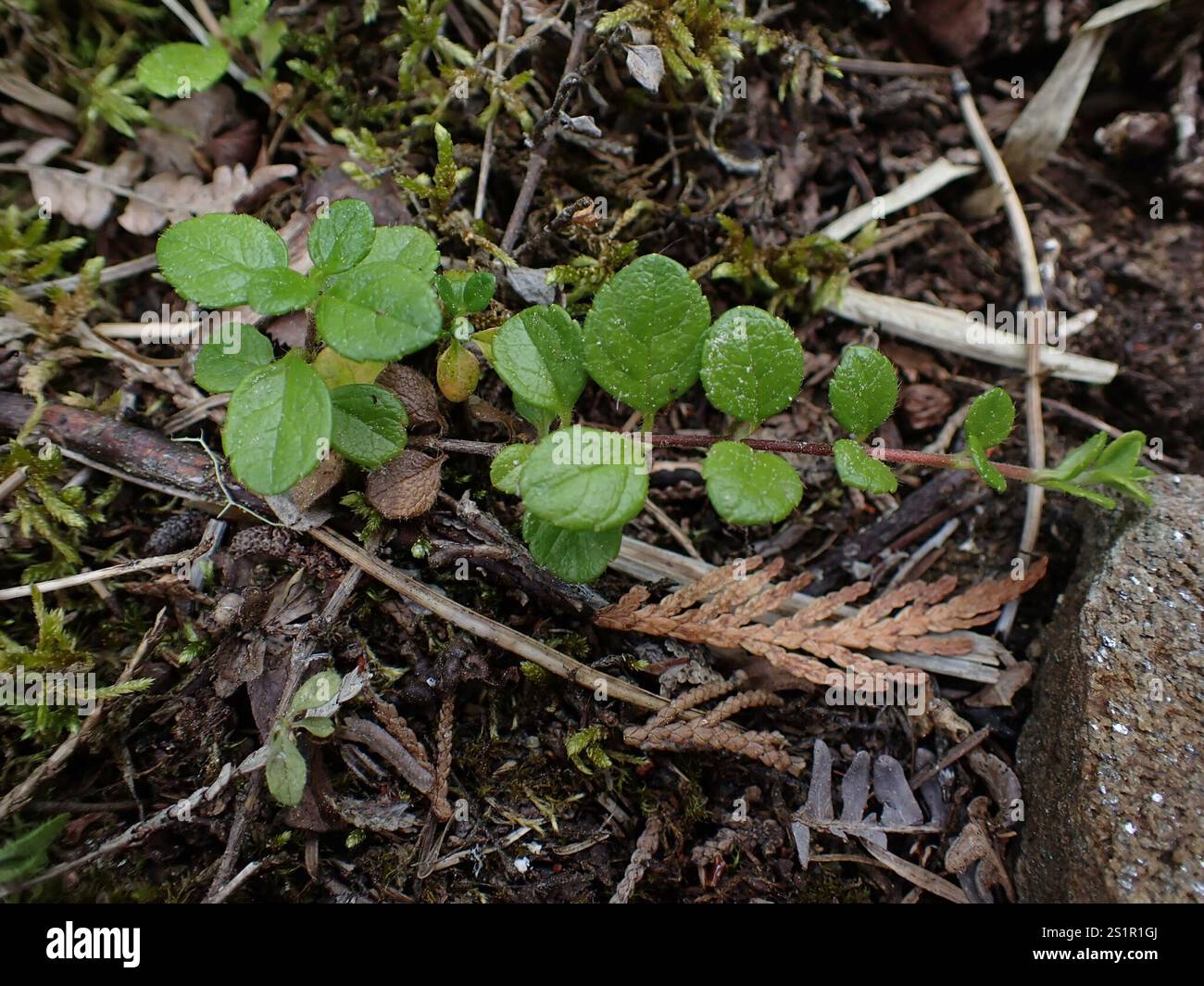 Twinflower (Linnaea borealis Stock Photo - Alamy