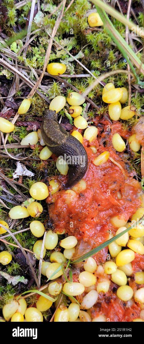 Reticulate Taildropper (Prophysaon andersonii Stock Photo - Alamy