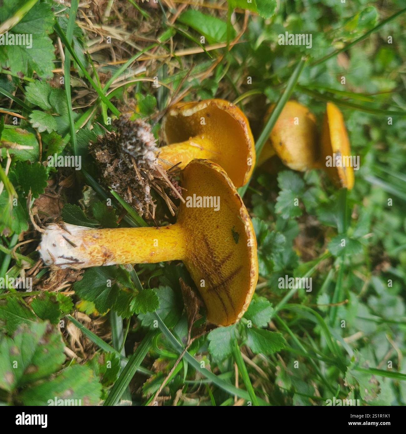 Chicken Fat Mushroom (Suillus americanus Stock Photo - Alamy