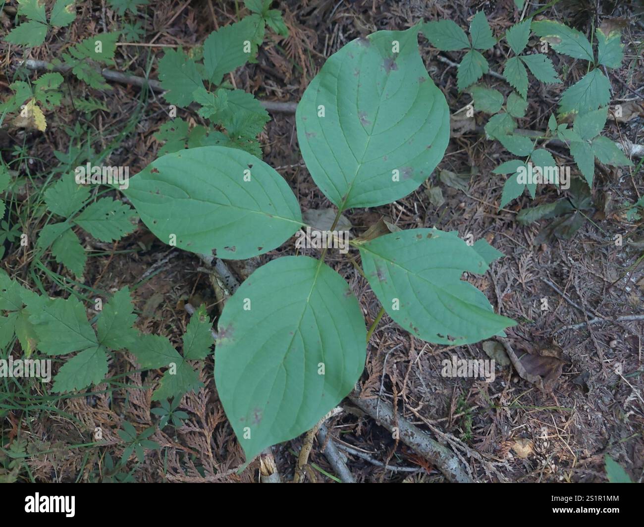Round-leaved Dogwood (Cornus rugosa Stock Photo - Alamy