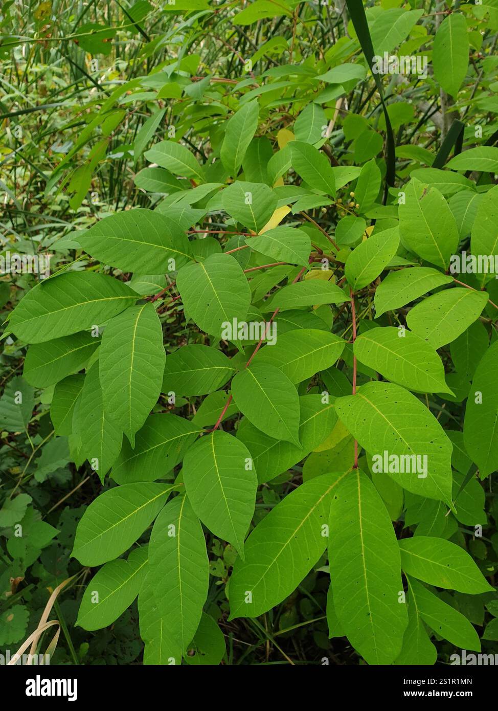 poison sumac (Toxicodendron vernix Stock Photo - Alamy