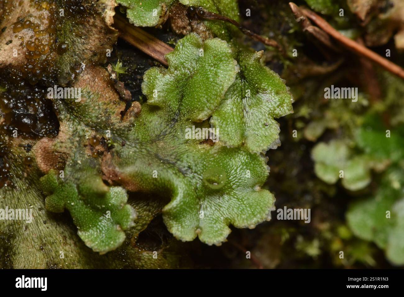 Common Liverwort (Marchantia polymorpha Stock Photo - Alamy