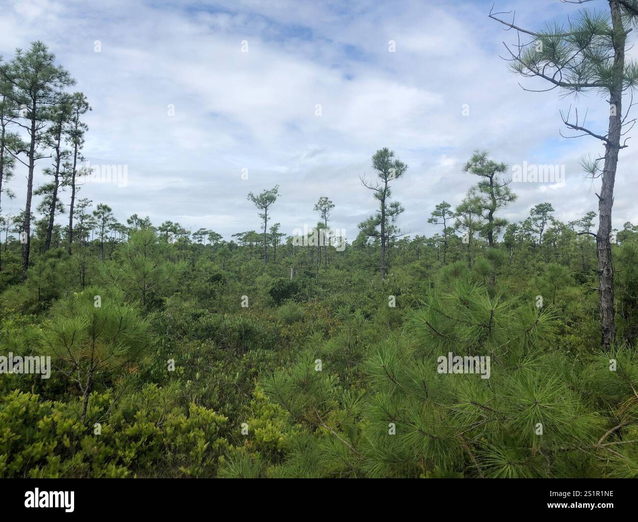 pond pine (Pinus serotina Stock Photo - Alamy