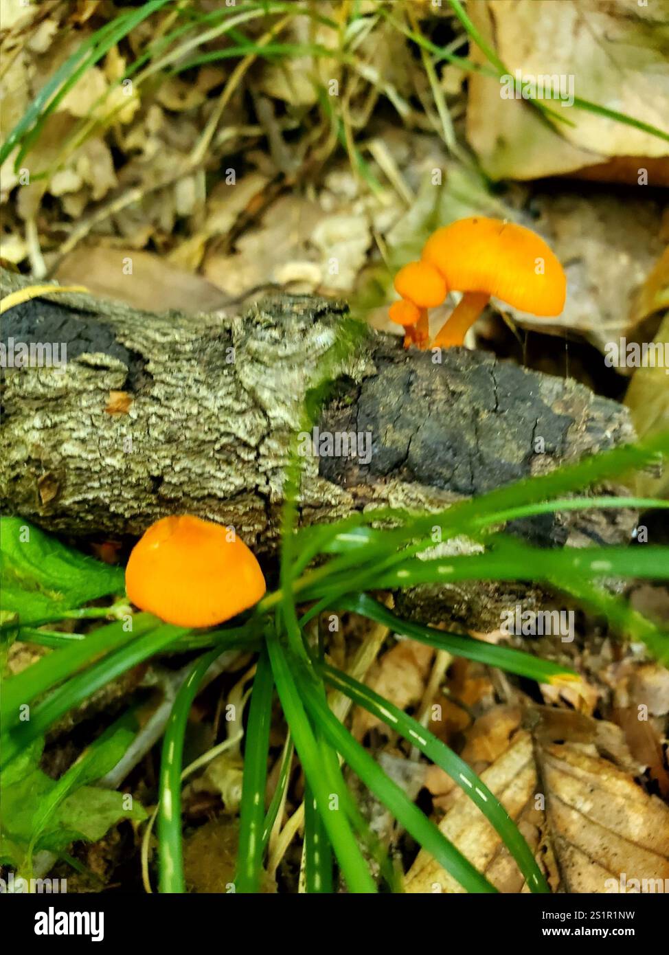 orange mycena (Mycena leaiana Stock Photo - Alamy