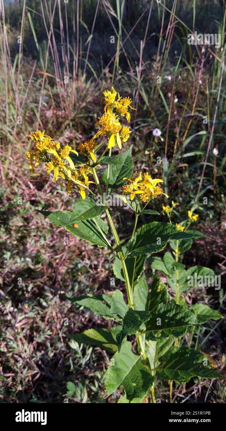 Yellow Crownbeard (Verbesina occidentalis Stock Photo - Alamy