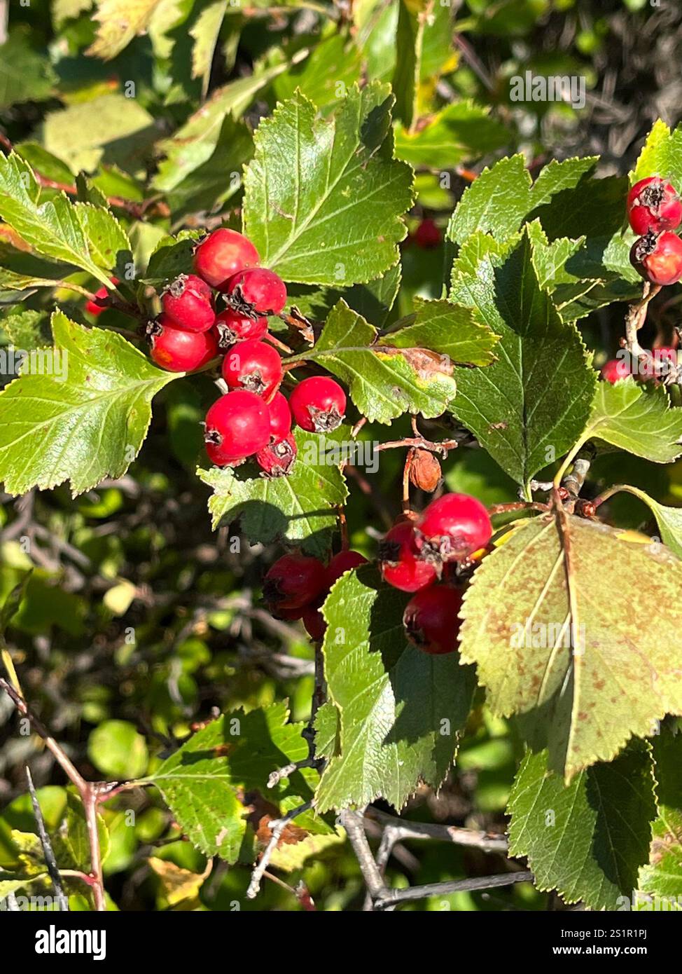 fireberry hawthorn (Crataegus chrysocarpa Stock Photo - Alamy