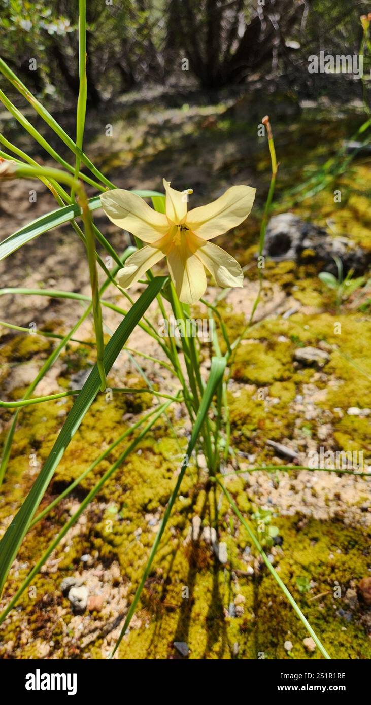 Cape Tulips (Moraea Stock Photo - Alamy