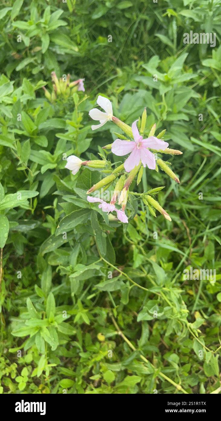 common soapwort (Saponaria officinalis Stock Photo - Alamy