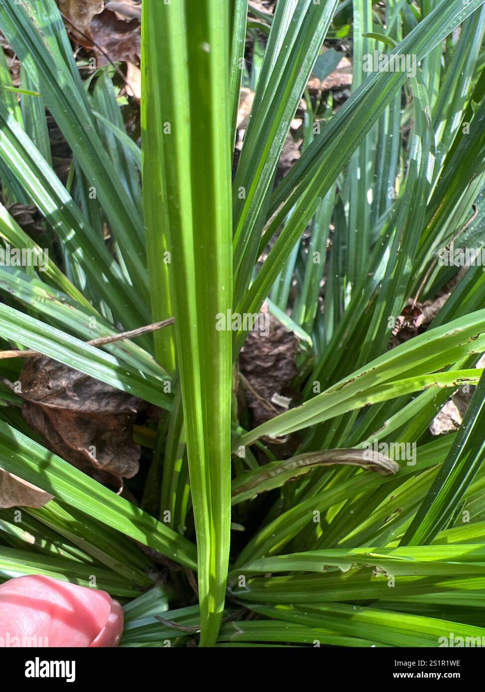 Creeping Lilyturf (Liriope spicata Stock Photo - Alamy