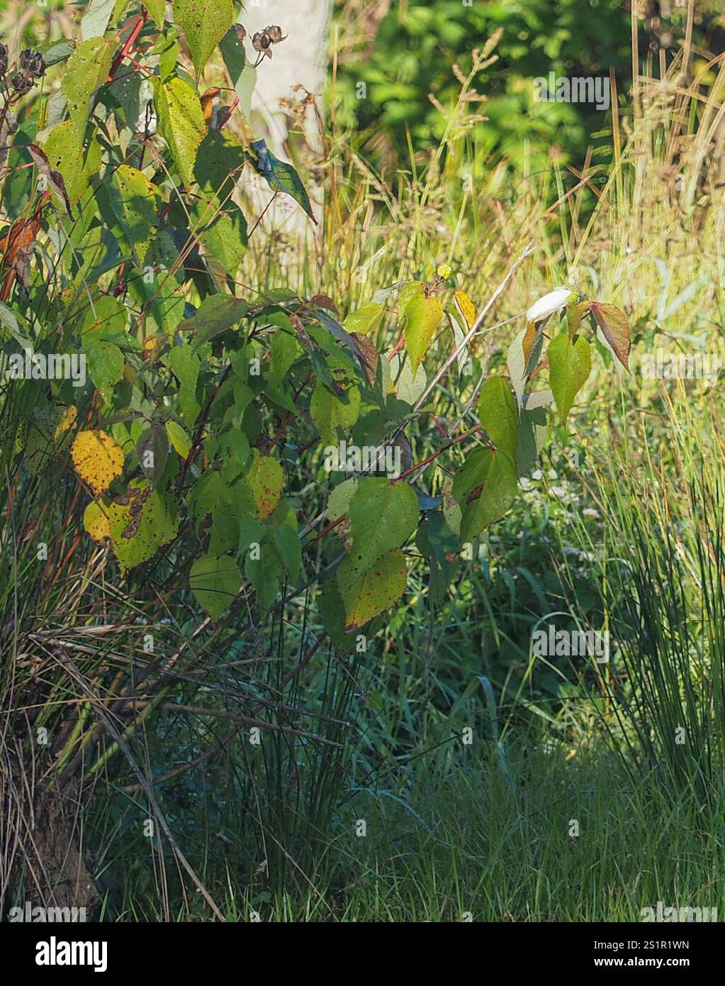 swamp rose mallow (Hibiscus moscheutos Stock Photo - Alamy