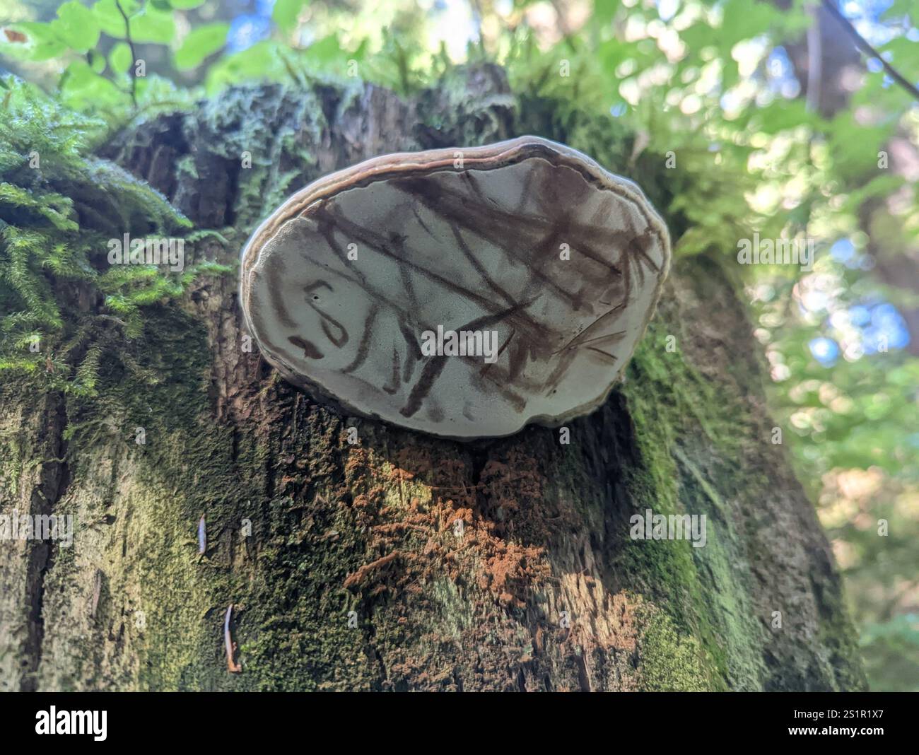 artist's bracket (Ganoderma applanatum Stock Photo - Alamy