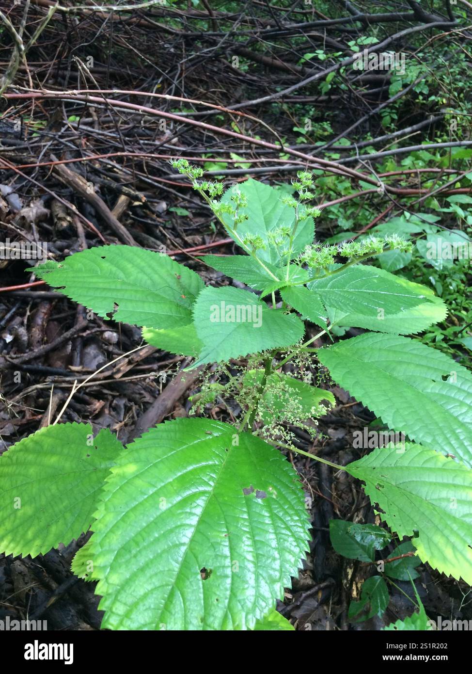 wood nettle (Laportea canadensis Stock Photo - Alamy