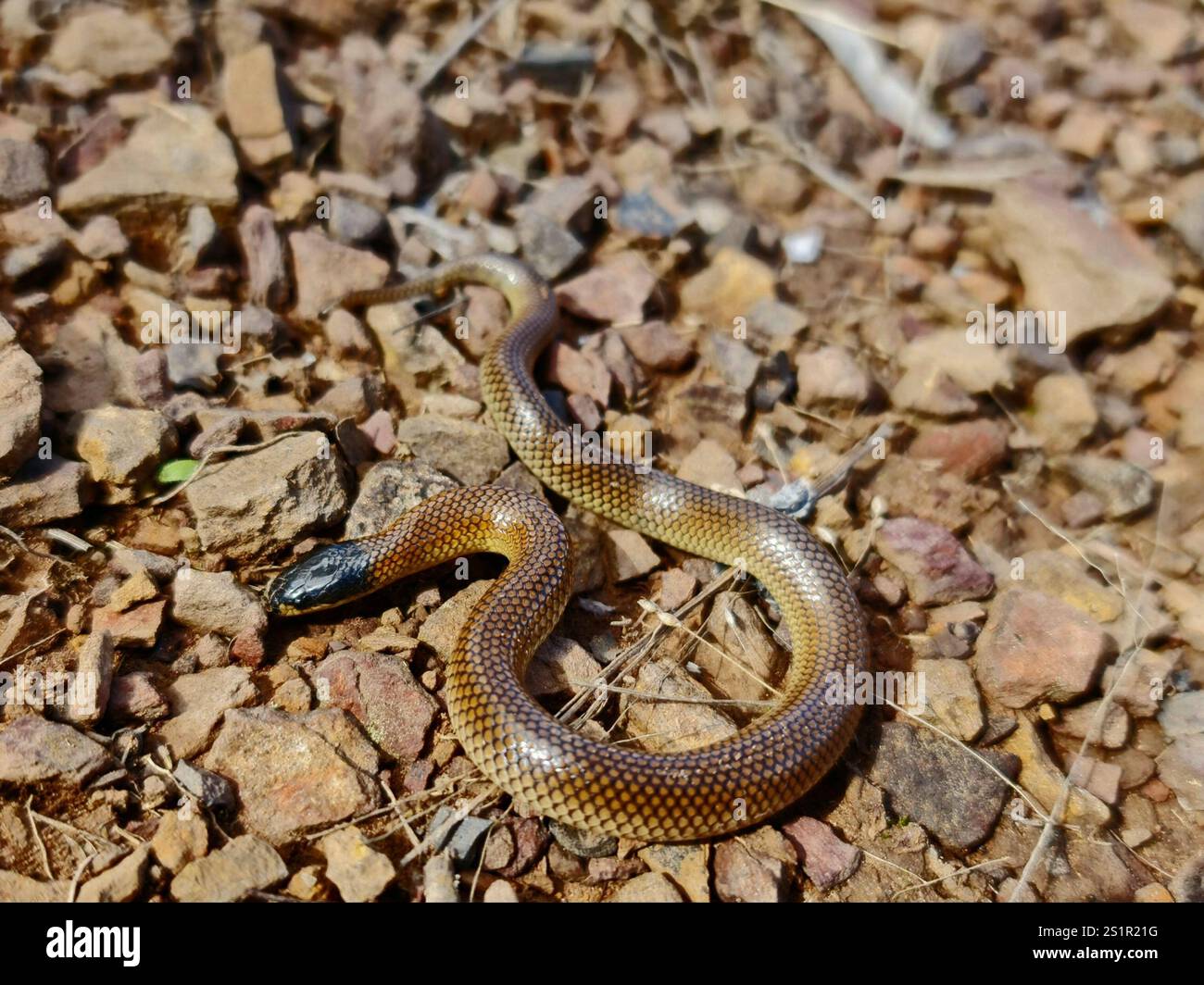 Black-naped Hooded Snake (Suta dwyeri Stock Photo - Alamy