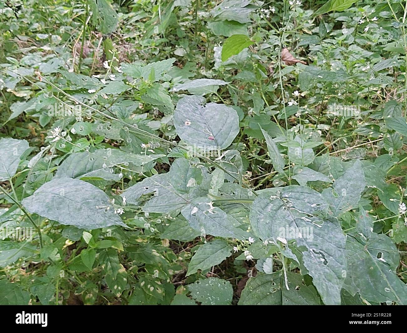 enchanter's-nightshade (Circaea lutetiana Stock Photo - Alamy