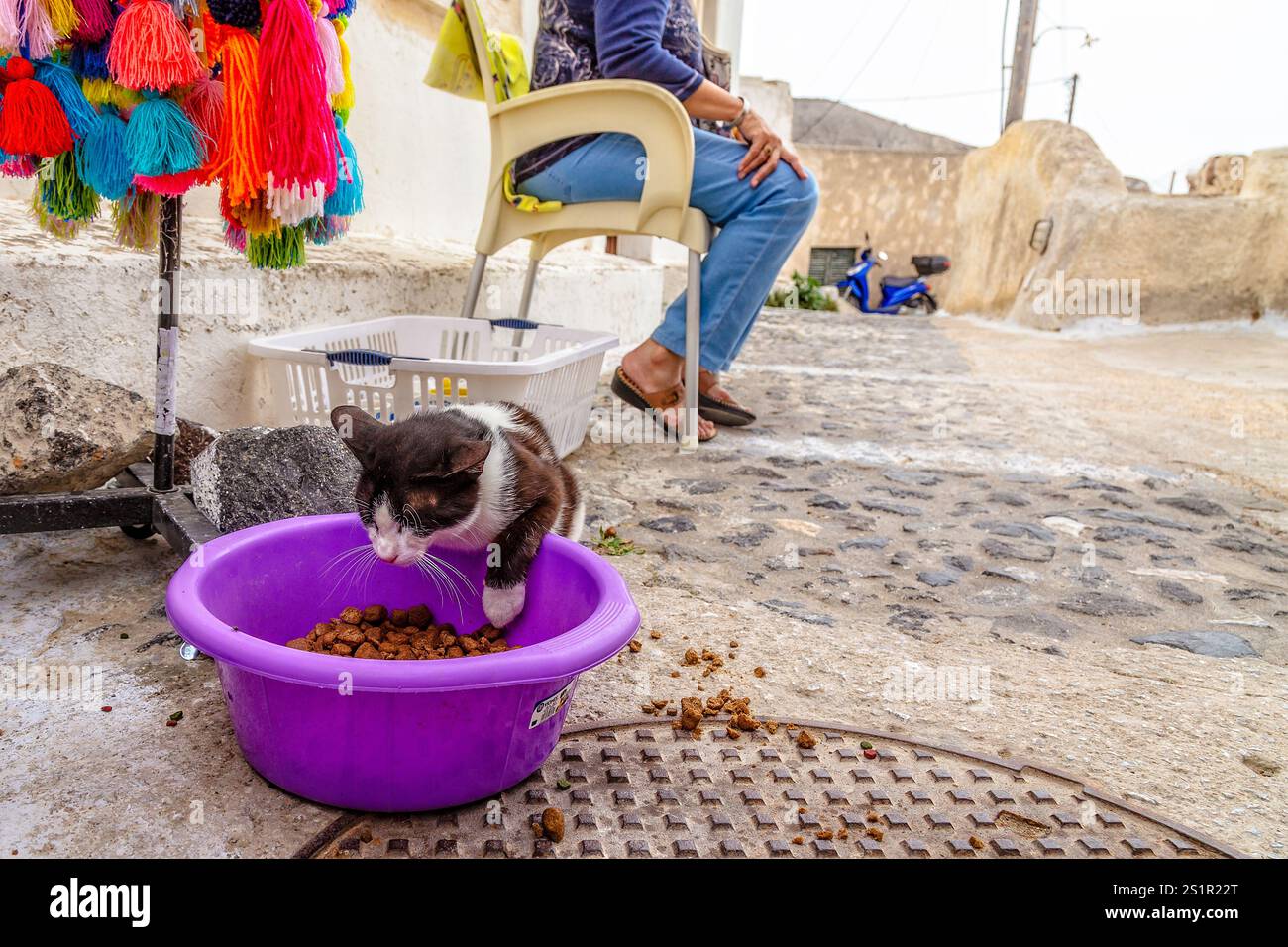 Black and White Cat Eating from Purple Bowl in Outdoor Setting ...