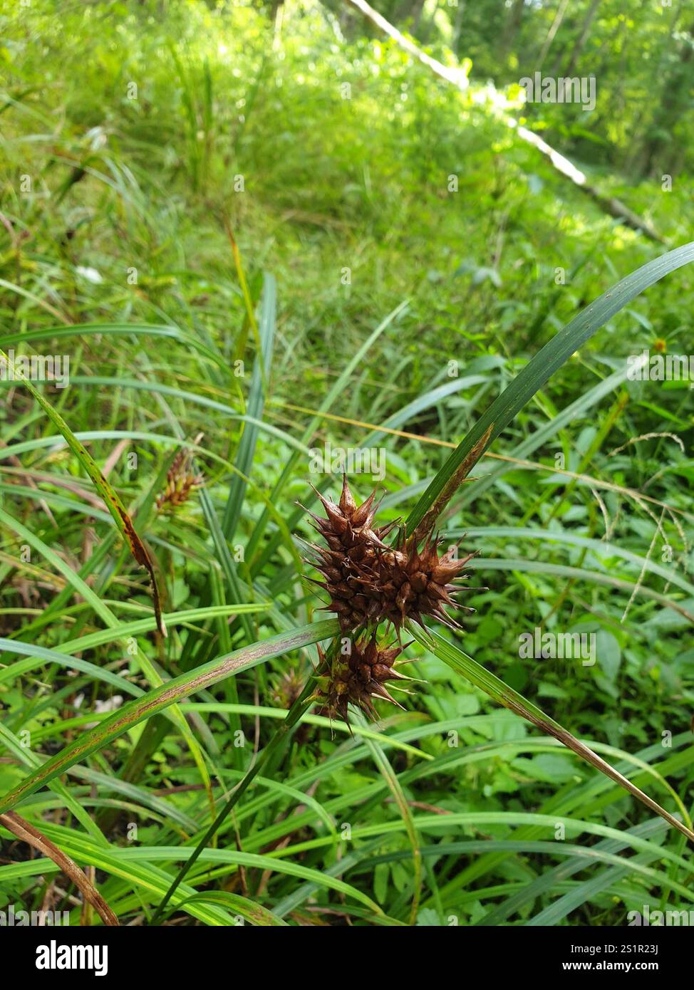 hop sedge (Carex lupulina Stock Photo - Alamy