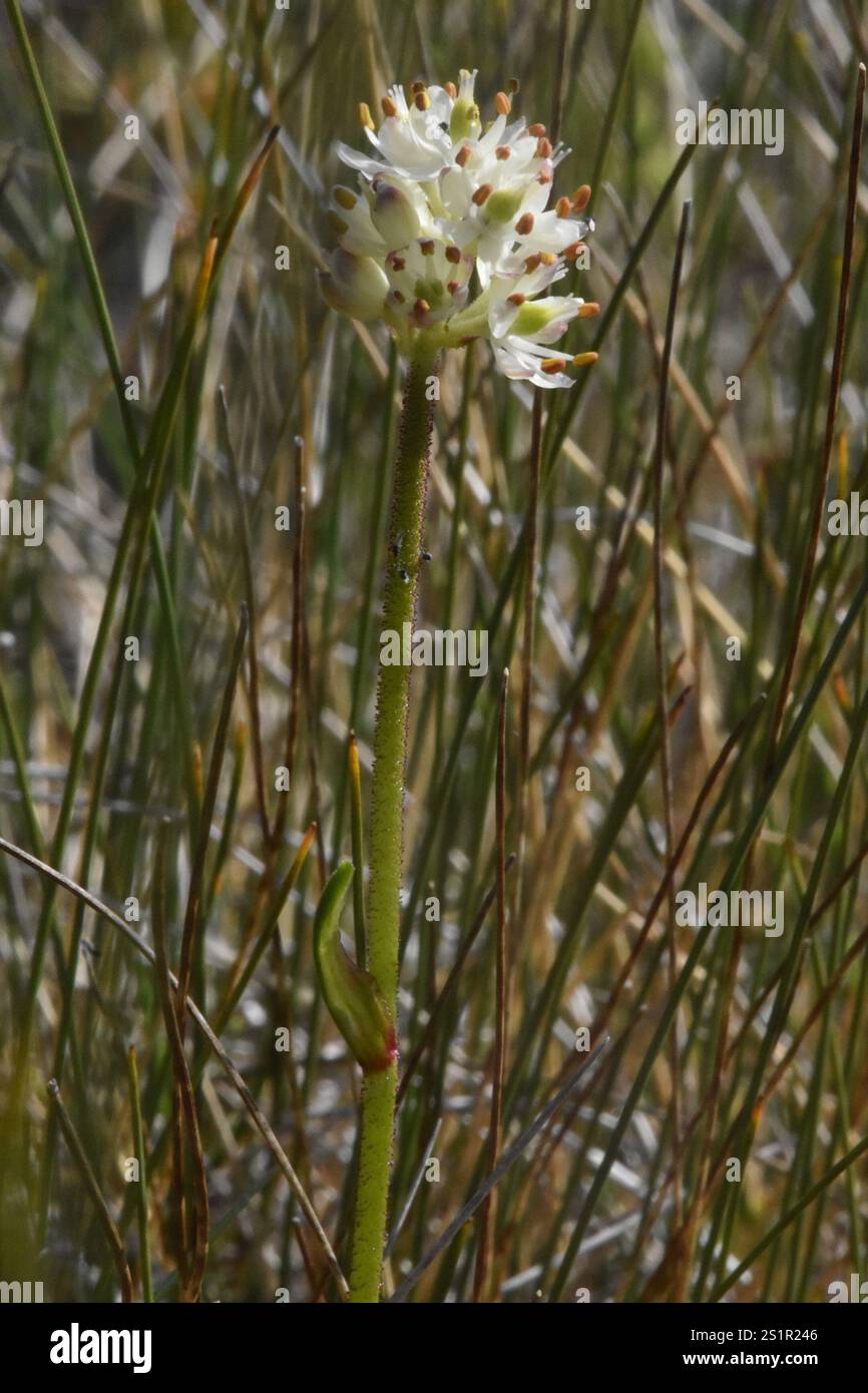 Sticky False Asphodel (Triantha glutinosa Stock Photo - Alamy