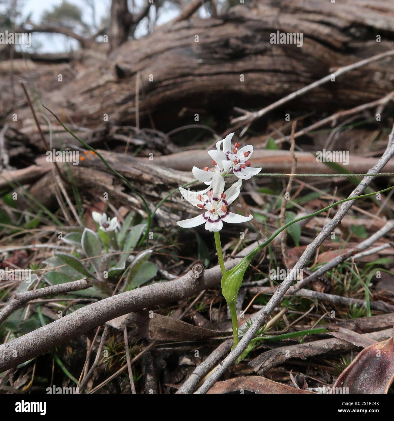 Early Nancy (Wurmbea dioica Stock Photo - Alamy