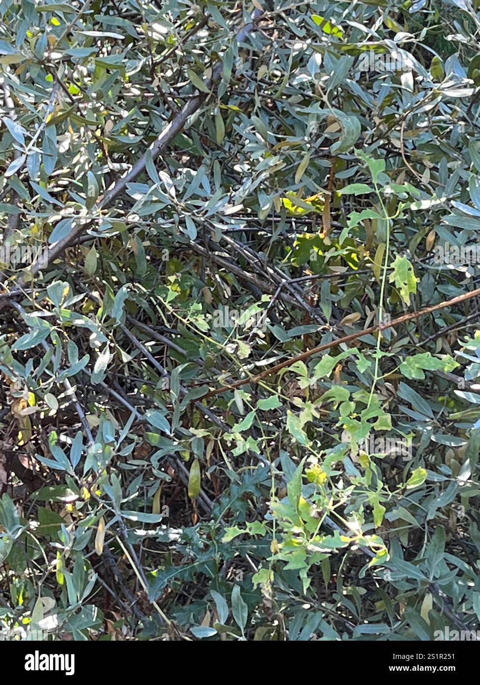 silver buffaloberry (Shepherdia argentea Stock Photo - Alamy