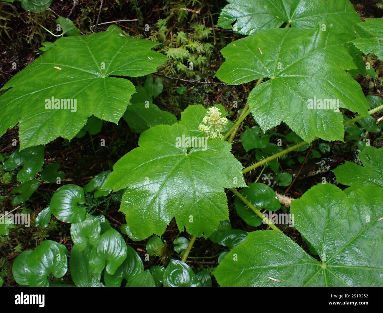 Devil's Club (Oplopanax horridus Stock Photo - Alamy