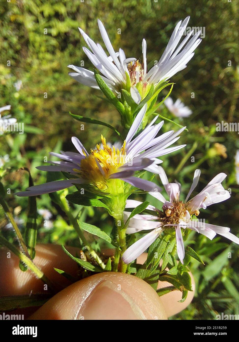swamp aster (Symphyotrichum puniceum Stock Photo - Alamy
