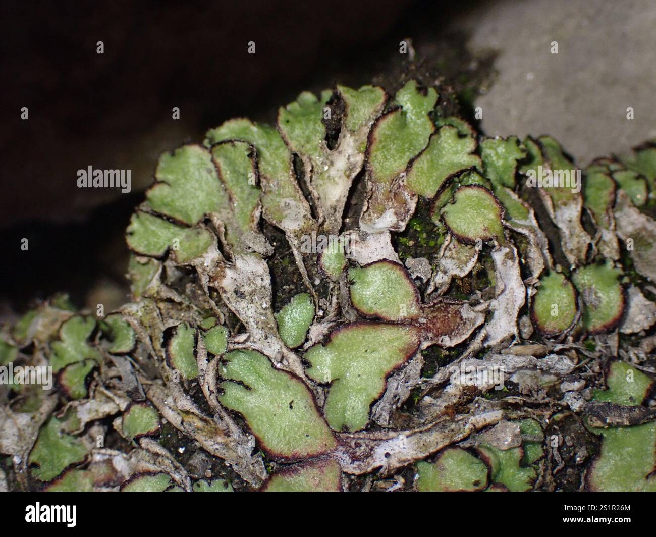 Hemisphaeric Liverwort (Reboulia hemisphaerica Stock Photo - Alamy