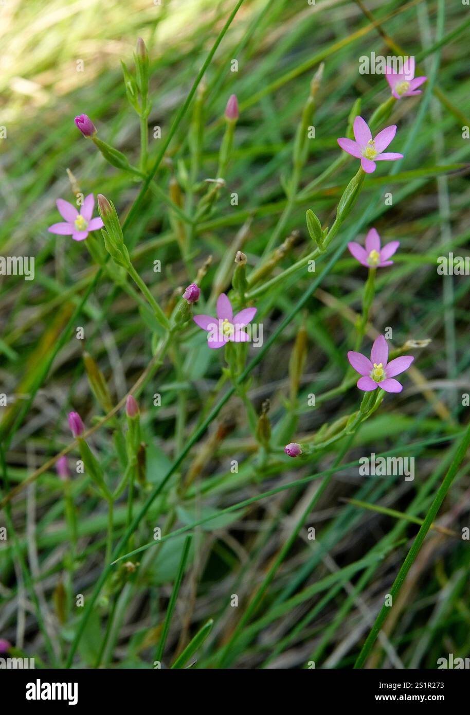Lesser Centaury (Centaurium pulchellum Stock Photo - Alamy