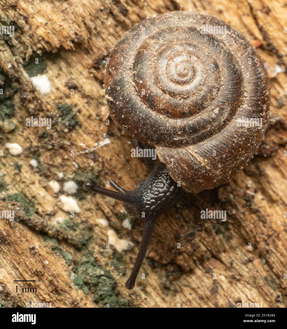 Hairy Snail (Trochulus hispidus Stock Photo - Alamy