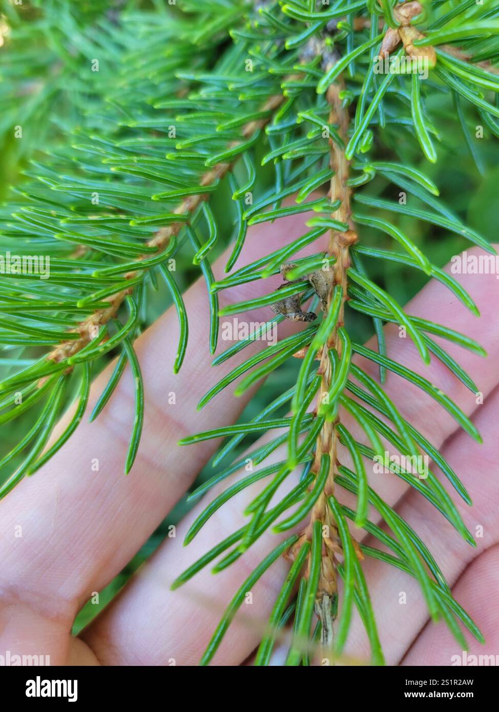 white spruce (Picea glauca Stock Photo - Alamy