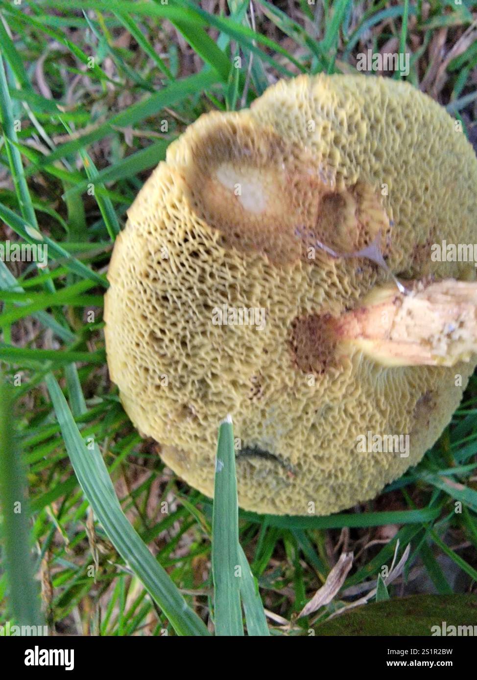 Ruby Bolete (Hortiboletus rubellus Stock Photo - Alamy