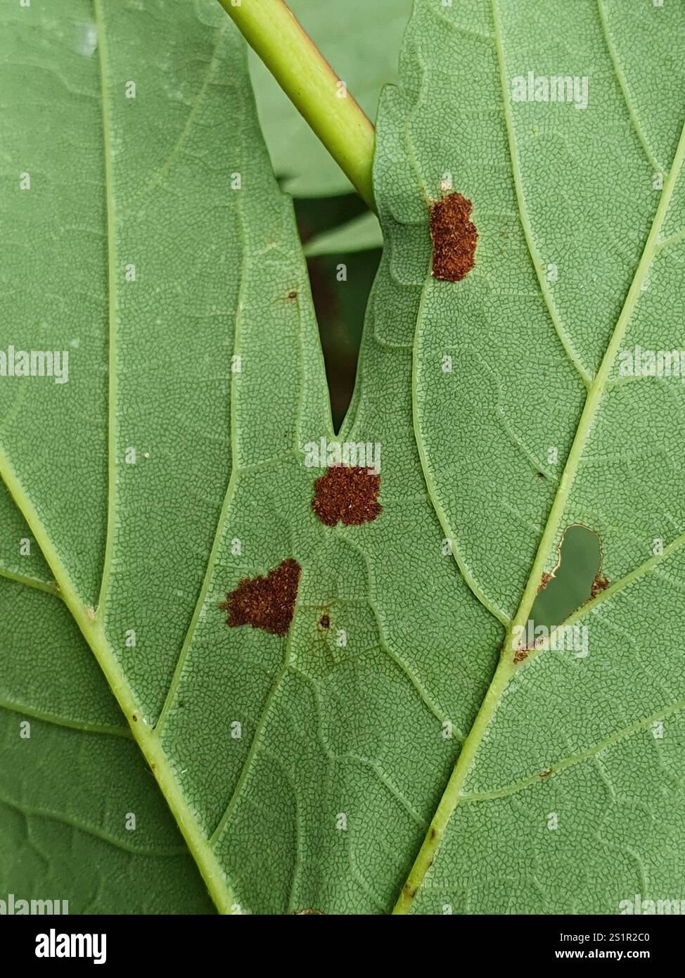 Sycamore Felt Gall Mite (Aceria pseudoplatani Stock Photo - Alamy